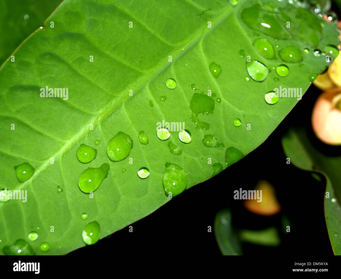 water drop on leaf Stock Photo - Alamy