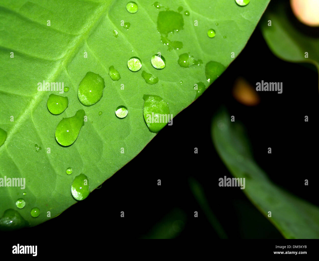 water drop on leaf Stock Photo - Alamy