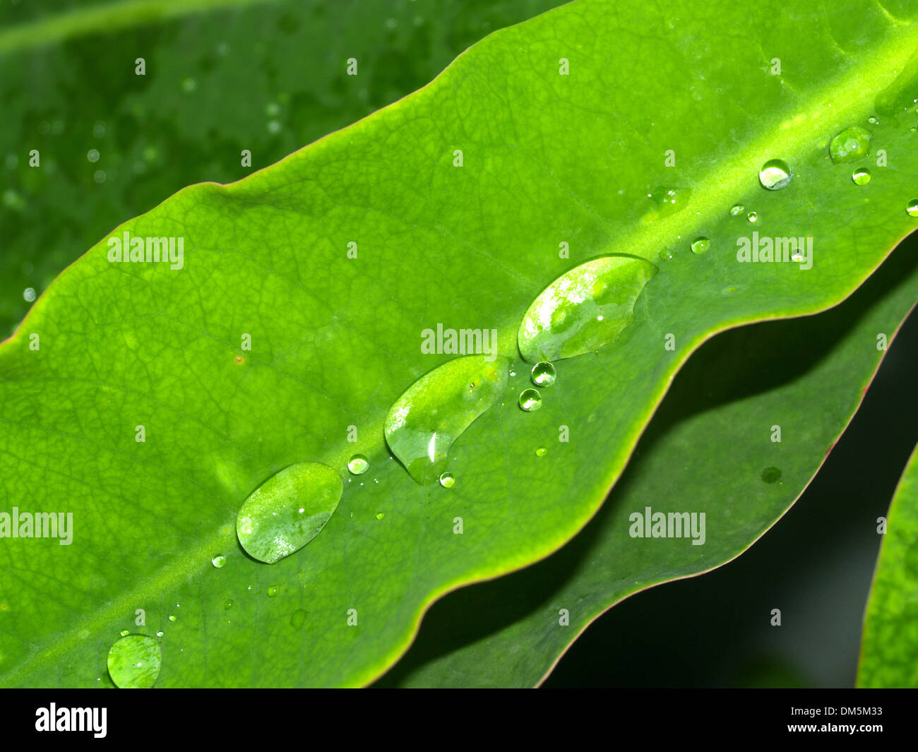 water drop on leaf Stock Photo - Alamy