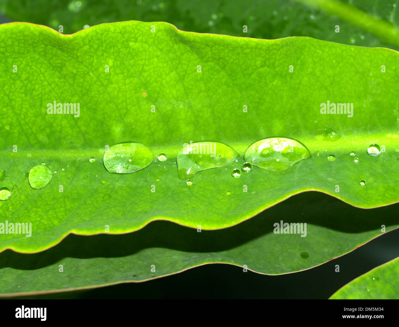 water drop on leaf Stock Photo - Alamy