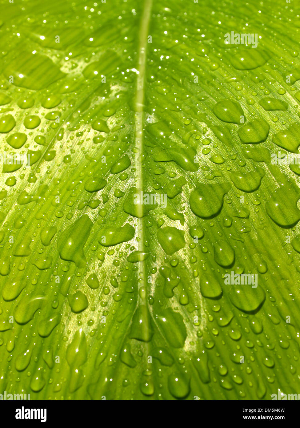 water drop on leaf Stock Photo - Alamy