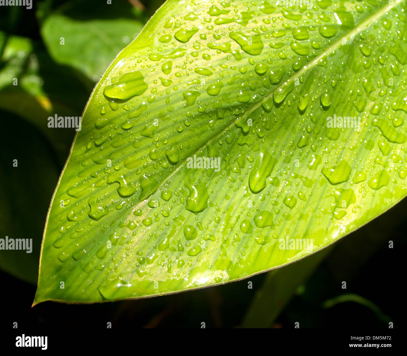 water drop on leaf Stock Photo - Alamy