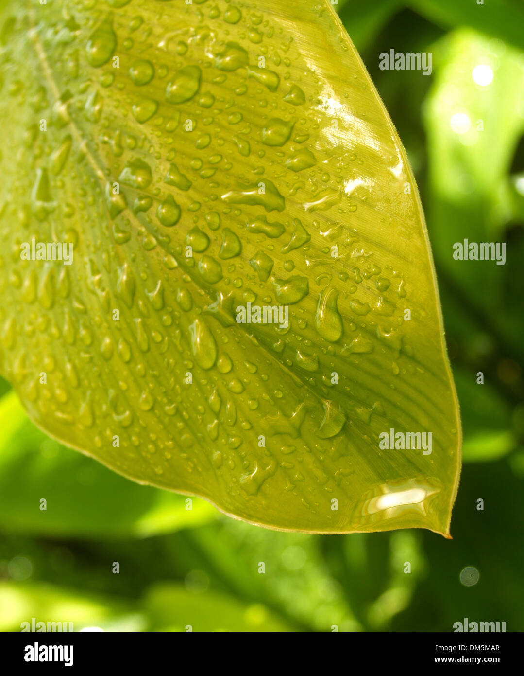water drop on leaf Stock Photo - Alamy