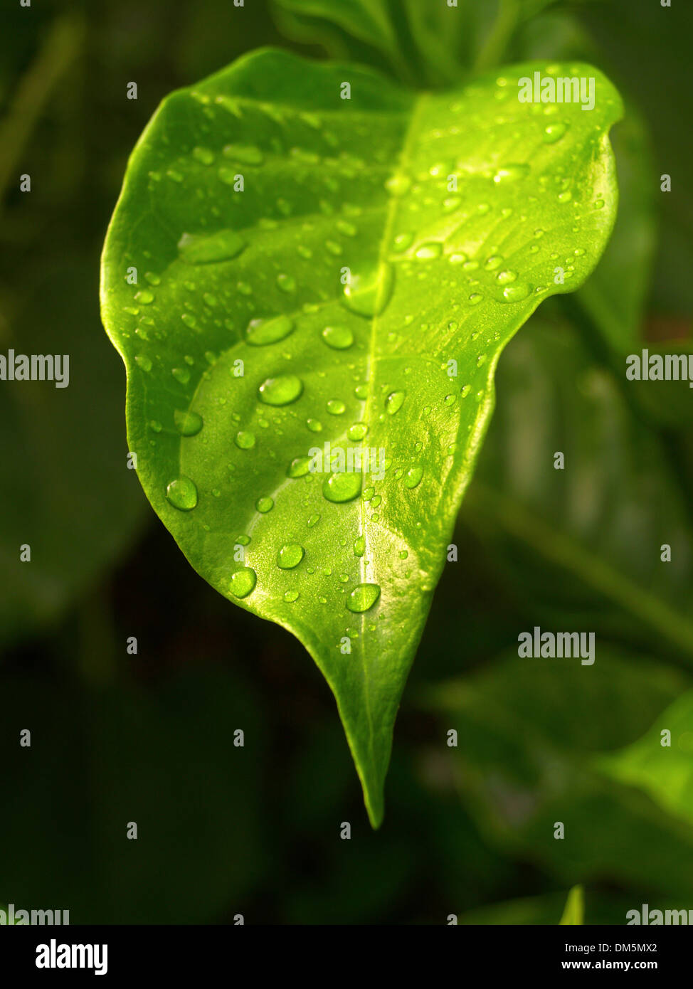water drop on leaf Stock Photo - Alamy