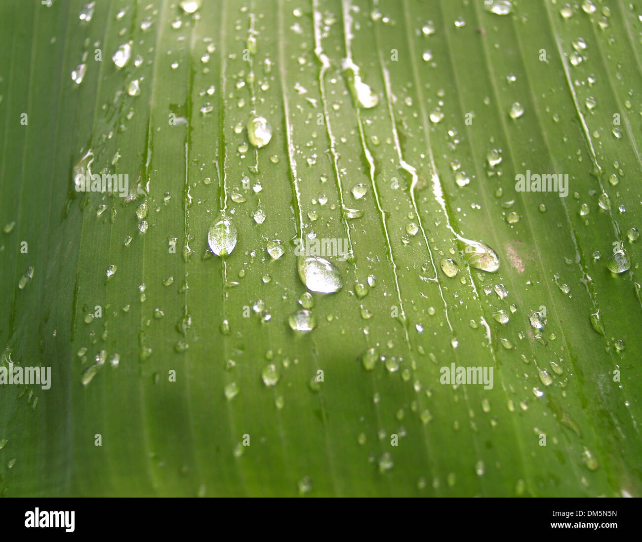 water drop on leaf Stock Photo - Alamy