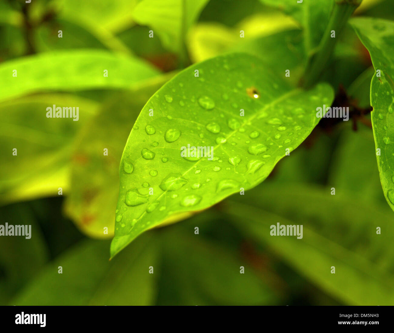 water drop on leaf Stock Photo - Alamy