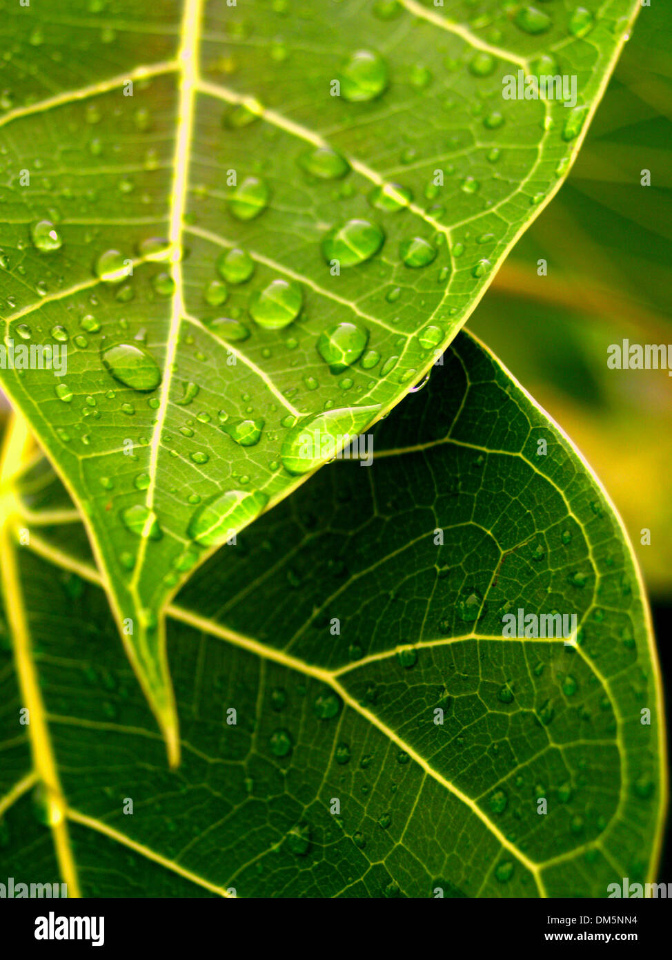 water drop on leaf Stock Photo - Alamy