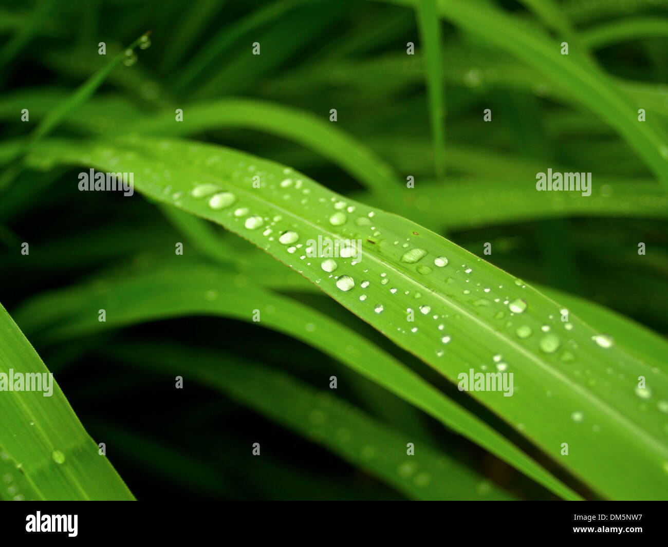 water drop on leaf Stock Photo - Alamy