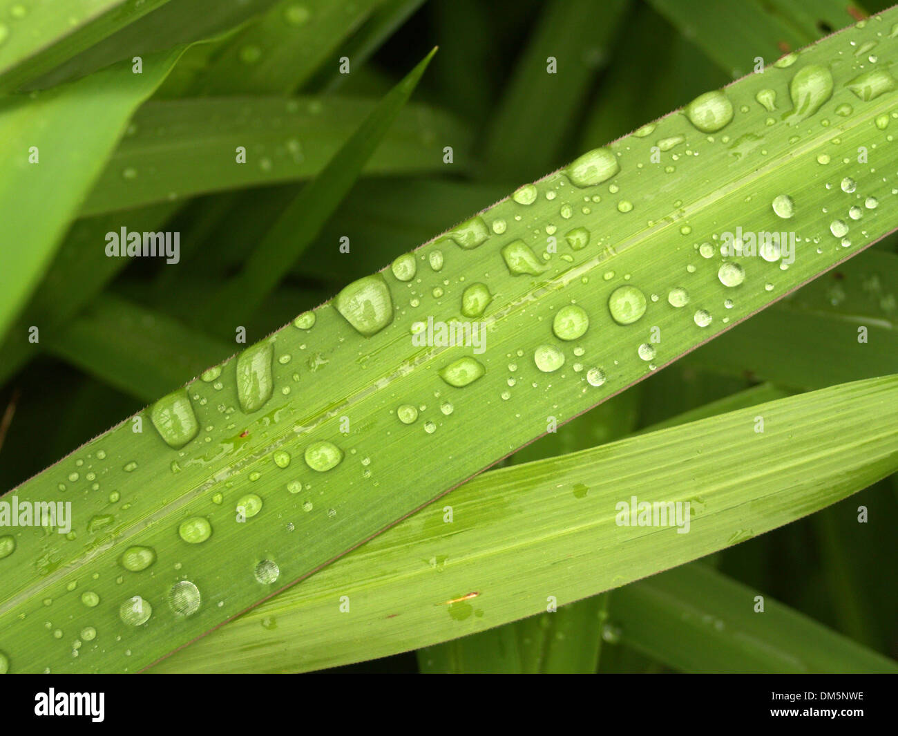 water drop on leaf Stock Photo - Alamy