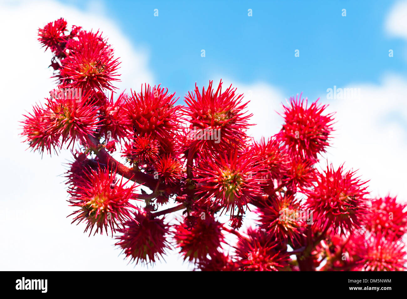 castor flowers against the blue sky with clouds Stock Photo - Alamy