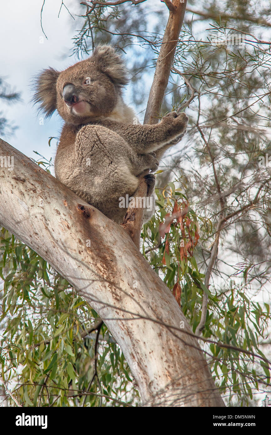 A full length shot of a young healthy wild koala in a tree Stock Photo ...