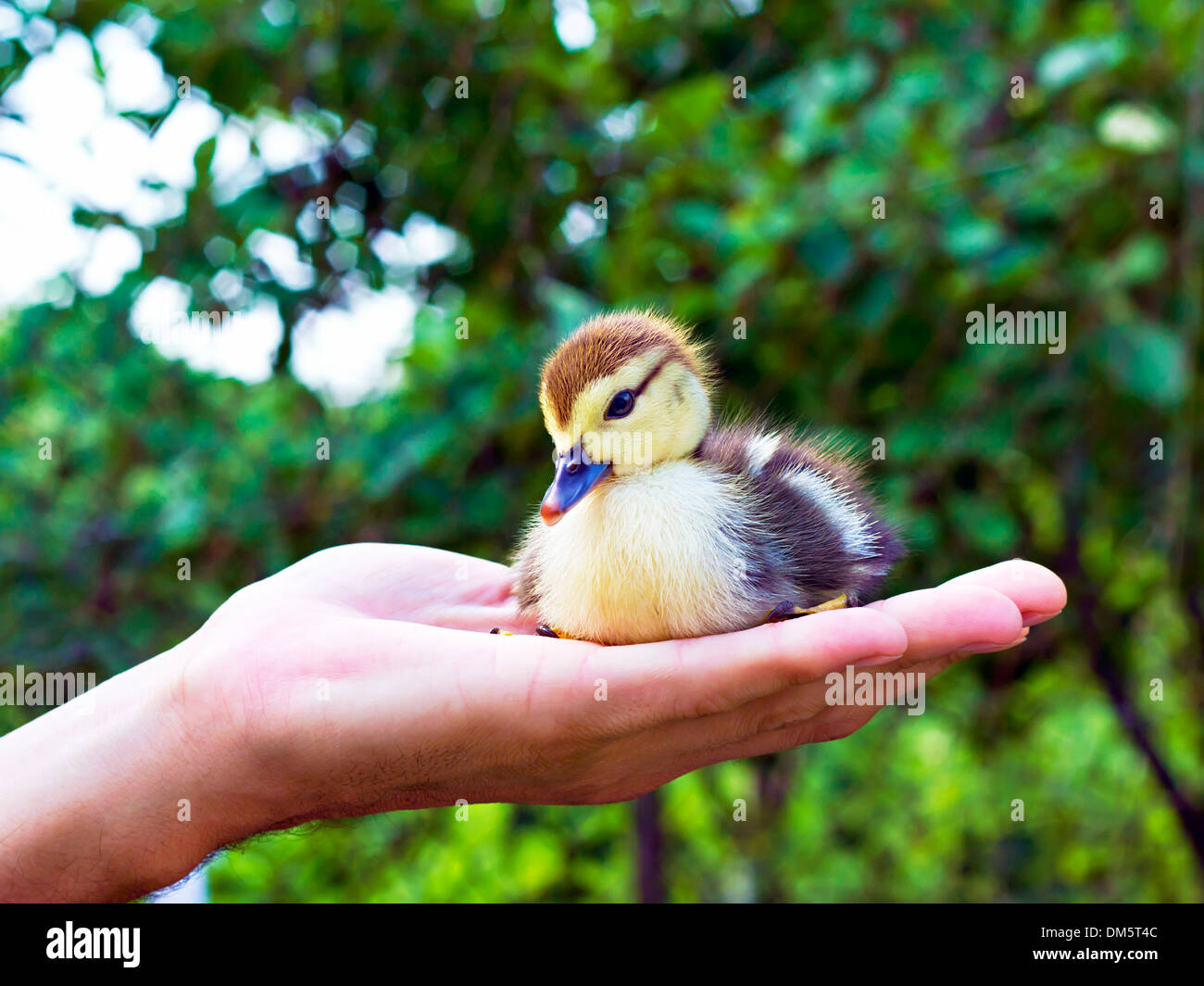 Hand duck hi-res stock photography and images - Alamy