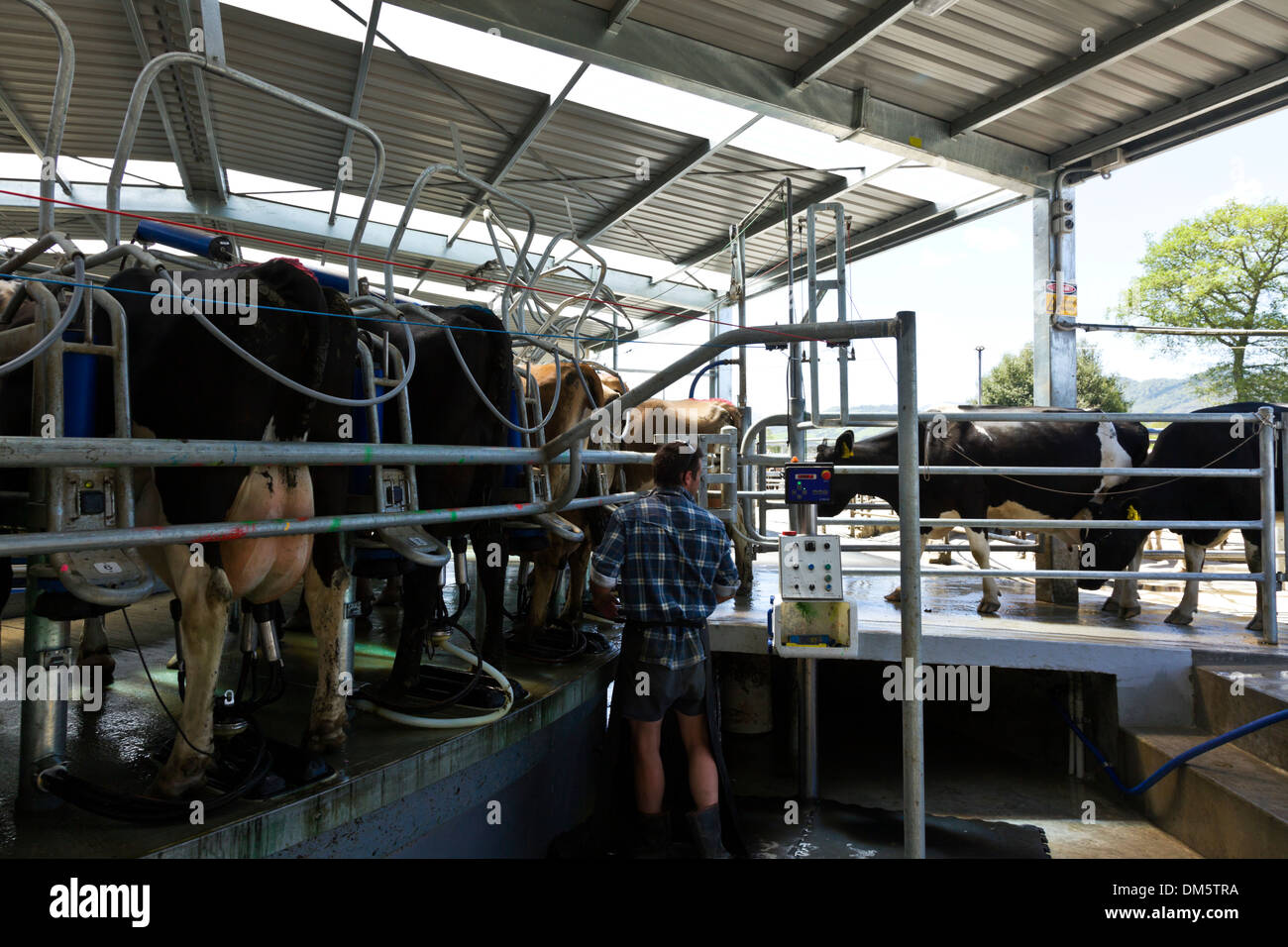 A typical automated milking shed on a South Island New Zealand dairy ...