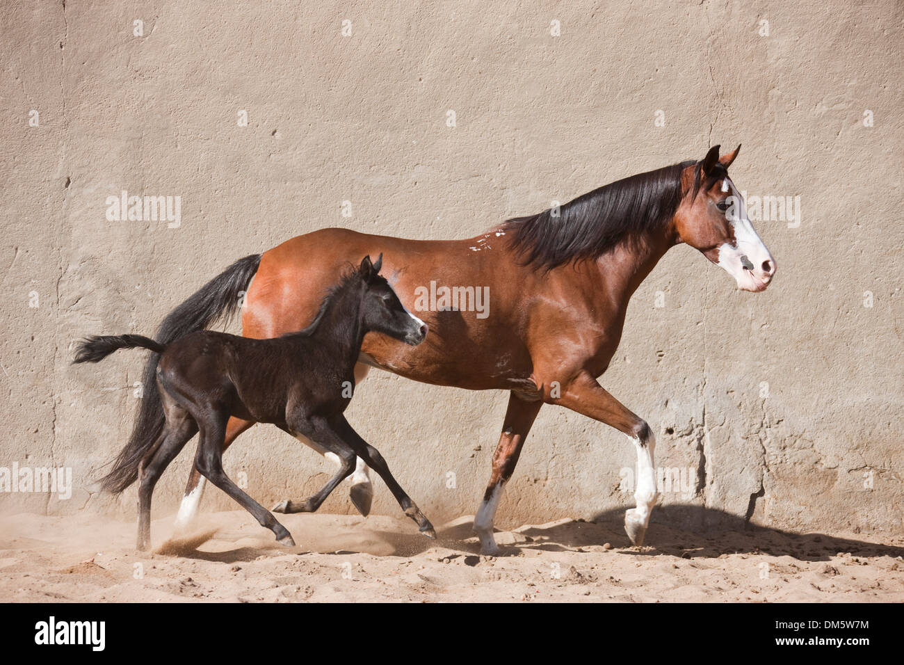 Pintarabian hi-res stock photography and images - Alamy