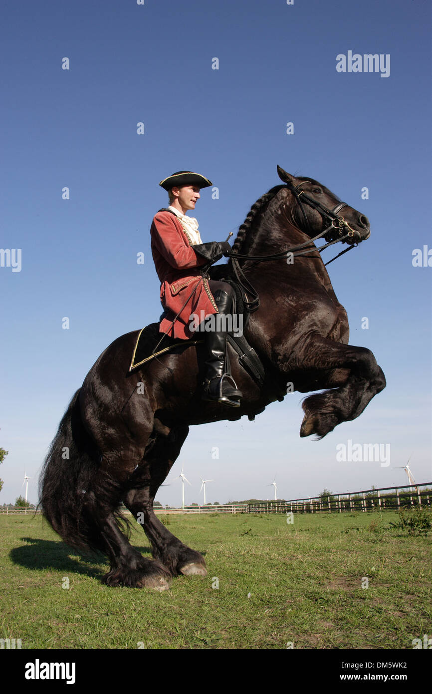 Friesian horse rearing hi-res stock photography and images - Alamy