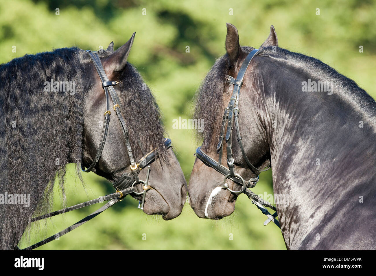 Friesian horse young stallion hi-res stock photography and images - Alamy