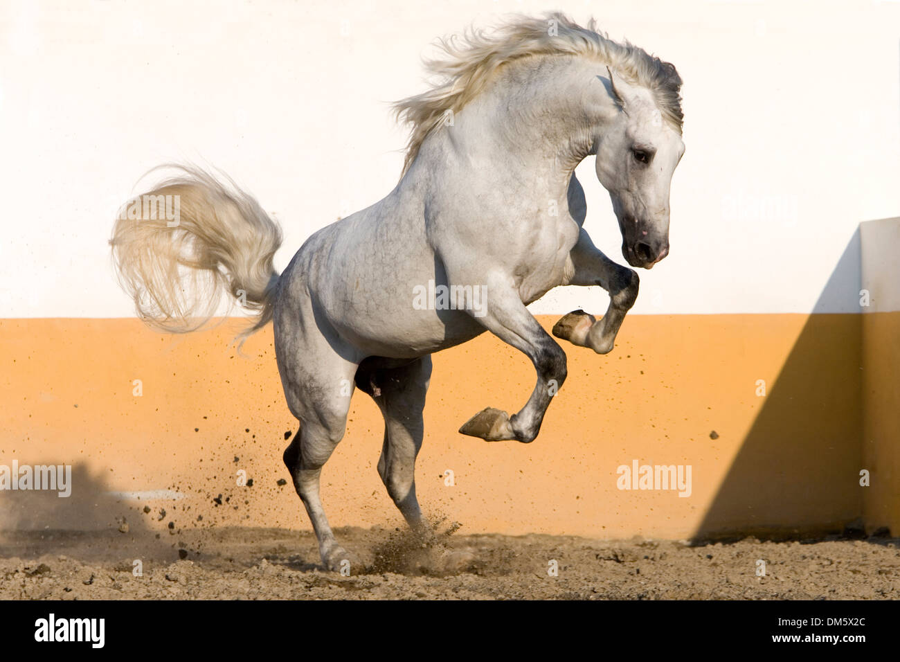 Purebred Spanish Horse
