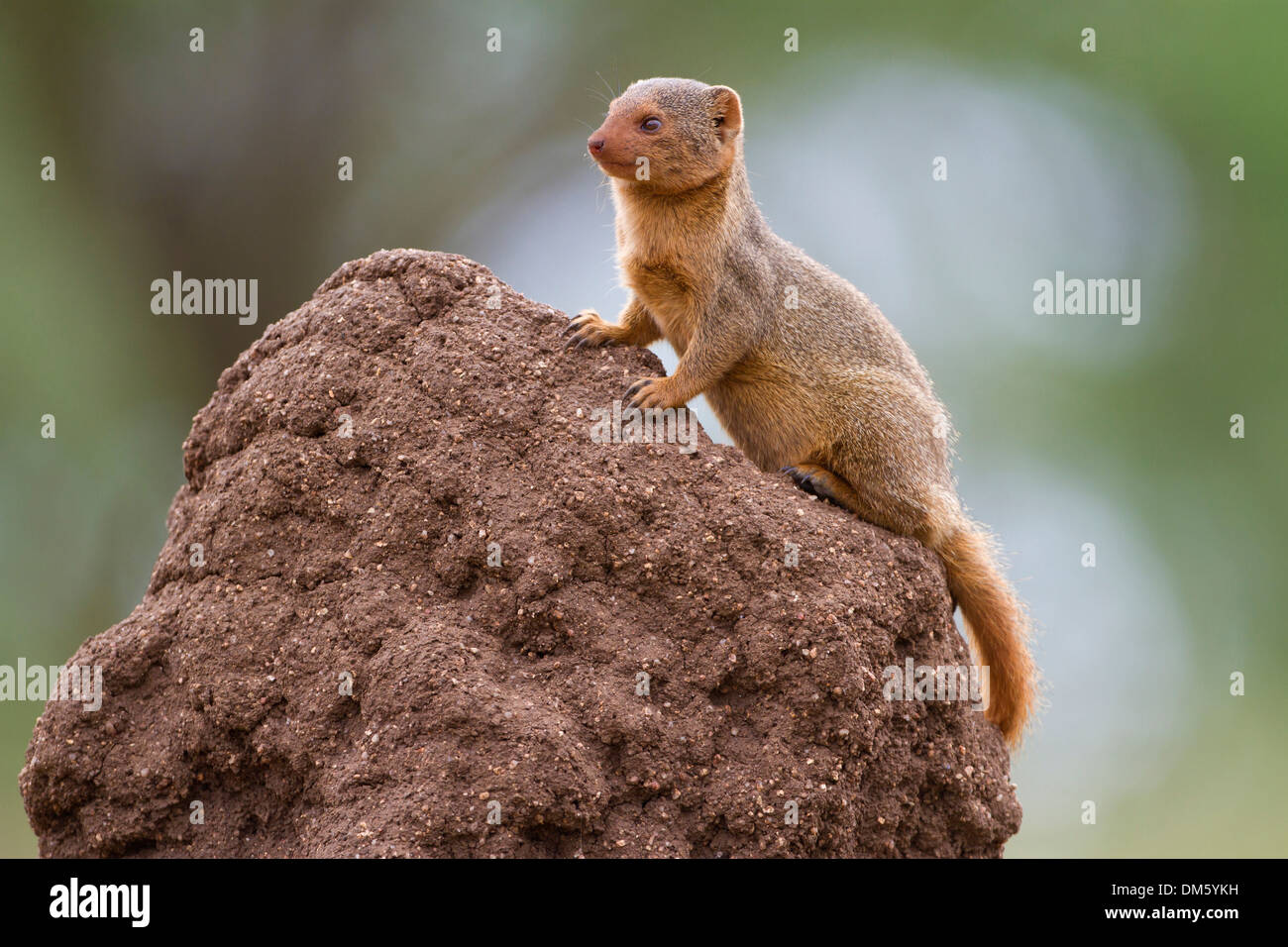 Dwarf Mongoose (Mungos mungo) on termite mound Stock Photo - Alamy