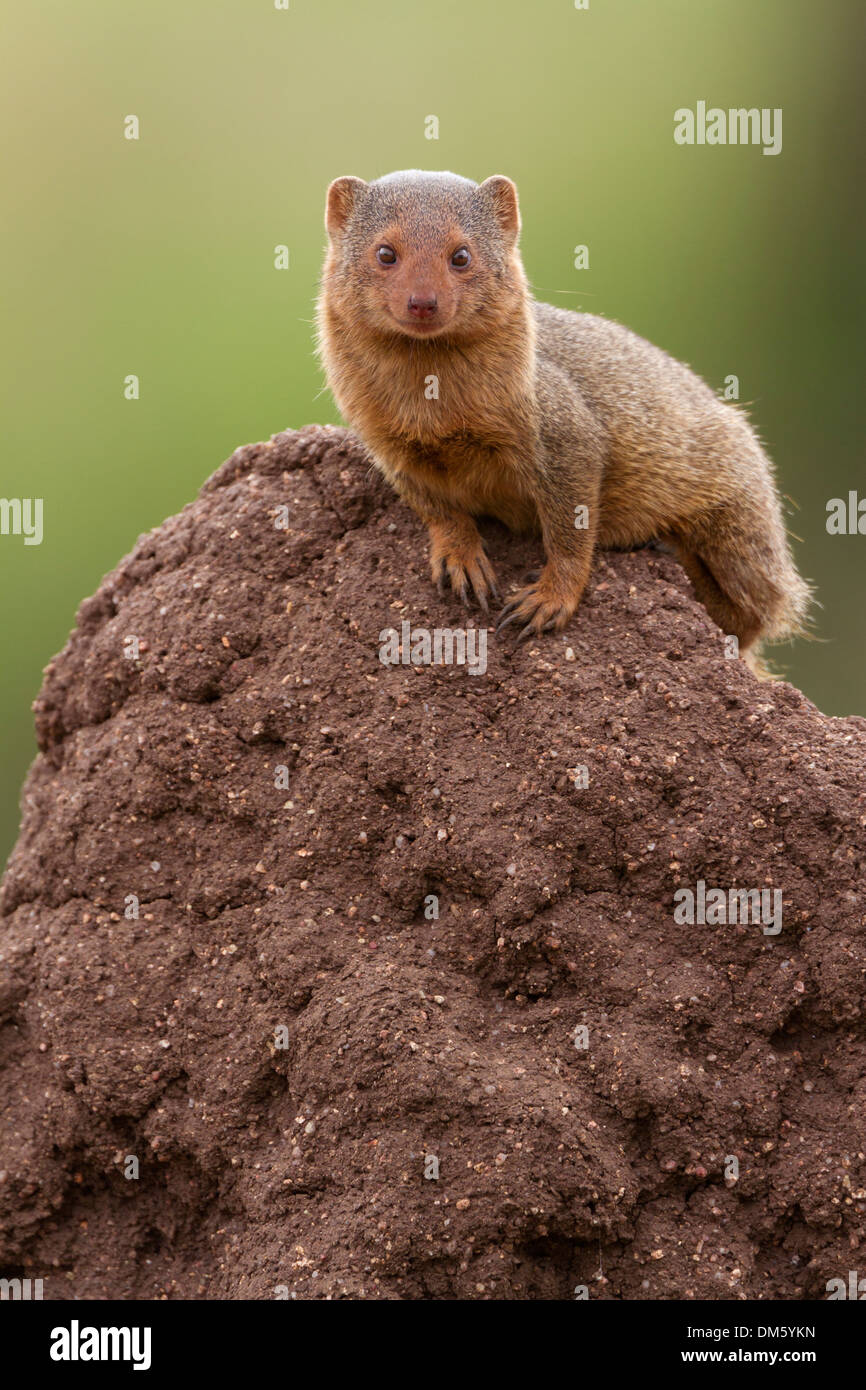 Dwarf Mongoose (Mungos mungo) on termite mound Stock Photo - Alamy