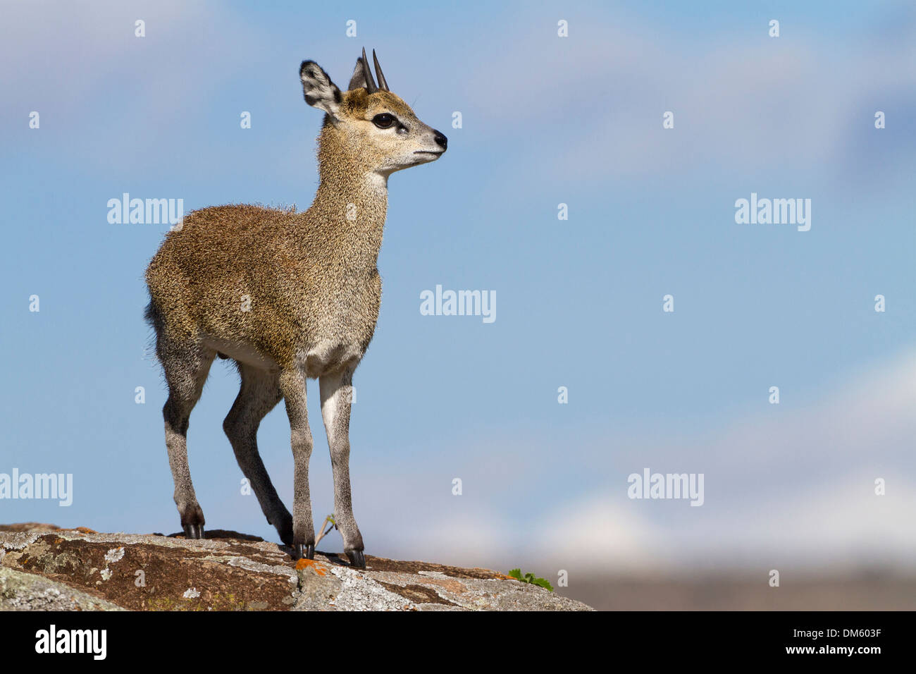Klipspringer (Oreotragus oreotragus), male on territorial rock ...