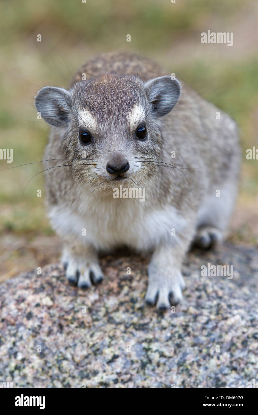 Yellow-spotted Rock Hydrax, Bush Hydrax (Heterohyrax brucei). Adult on ...