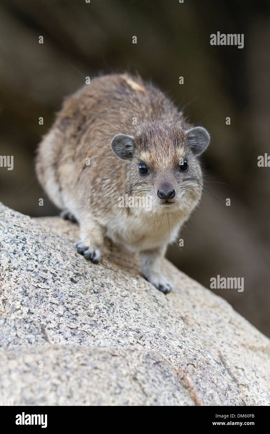 Yellow-spotted Rock Hydrax, Bush Hydrax (Heterohyrax brucei). Adult on ...