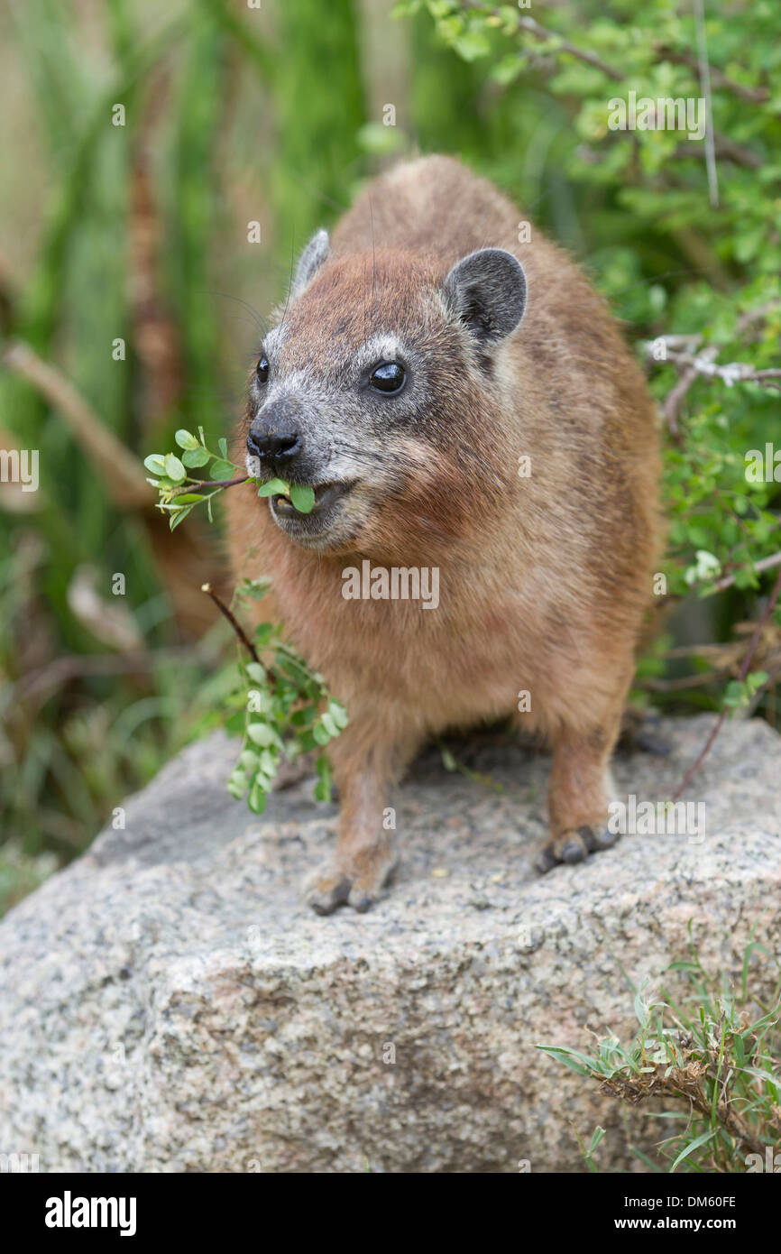 Rock Hydrax, Cape Hyrax (Procavia capensis) standing on a rock while ...