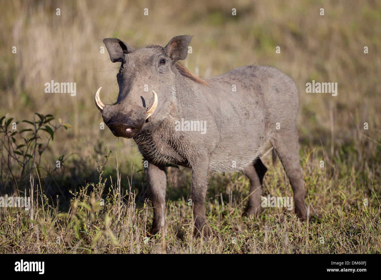 Warthog (Phacochoerus aethiopicus) standing in savanna. Serengeti ...