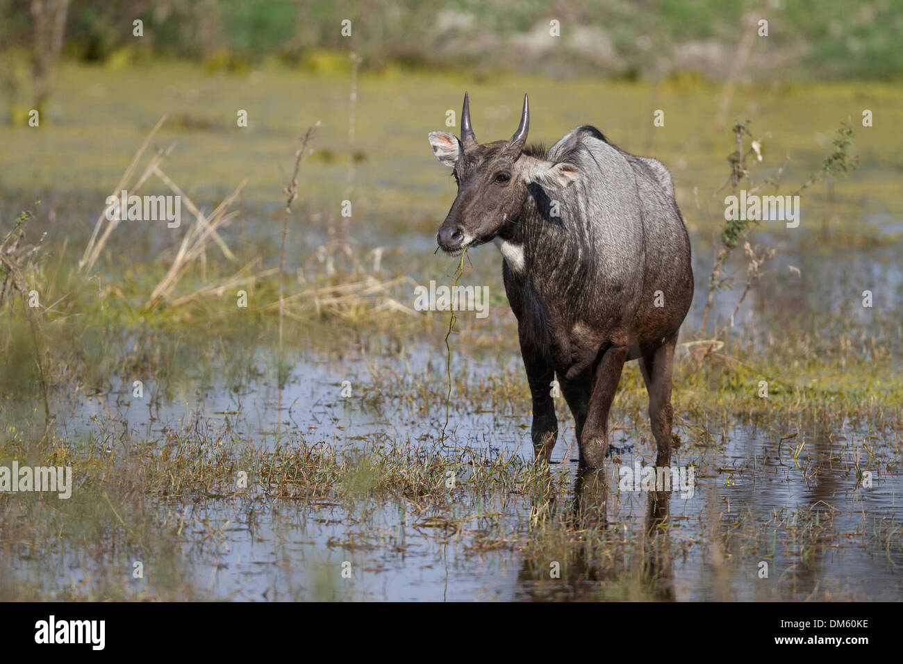 Bluebuck hi-res stock photography and images - Alamy