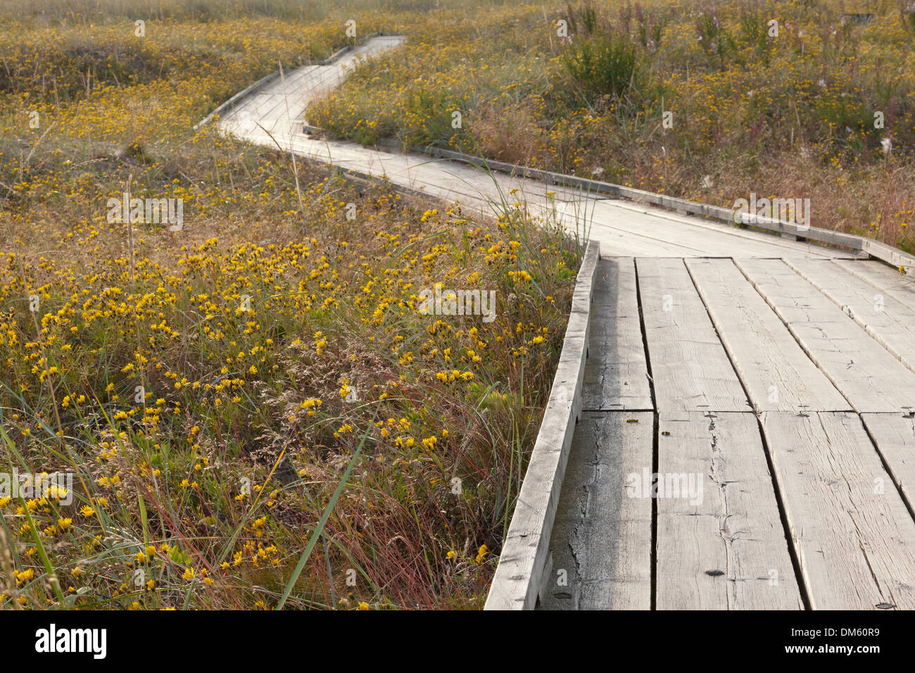 Summer flower field hi-res stock photography and images - Alamy