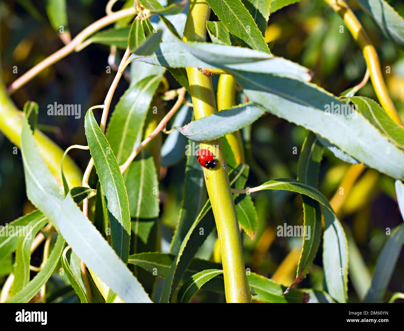 Ladybug on a branch hi-res stock photography and images - Alamy