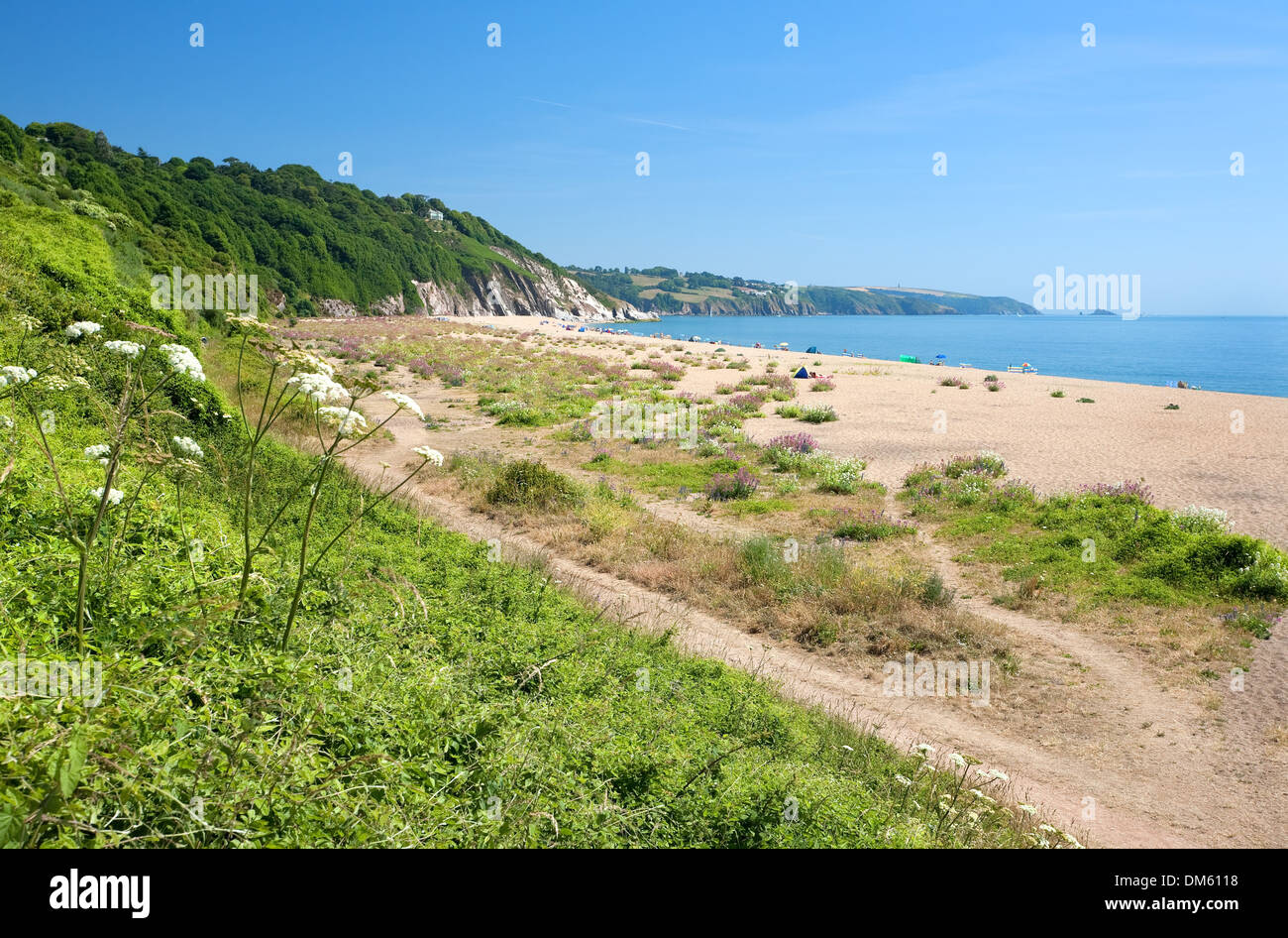 Pretty wild flowers on Slapton Sands in spring, Devon, England Stock ...