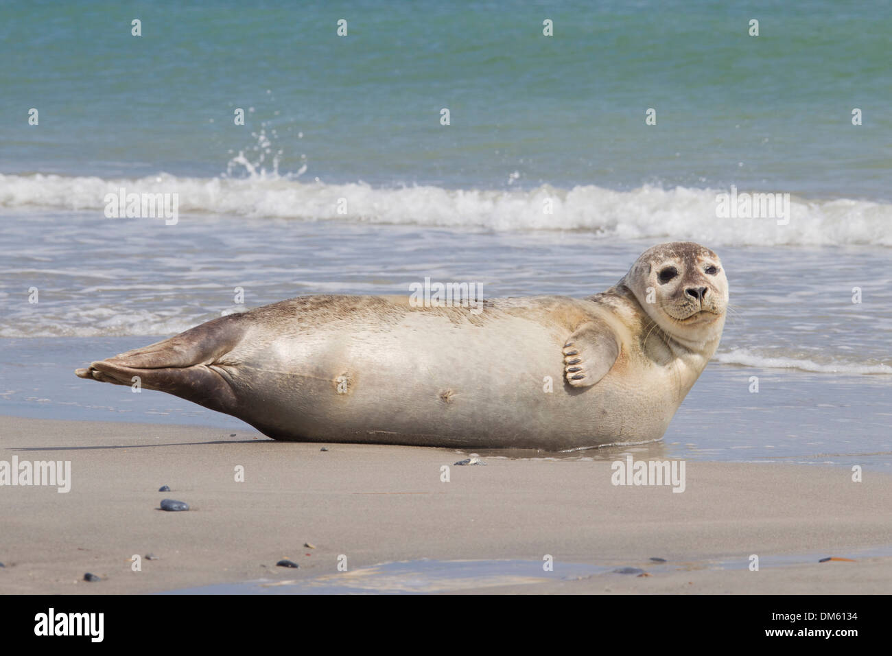 Common seal phoca vitulina adult animal on a beach hi-res stock ...