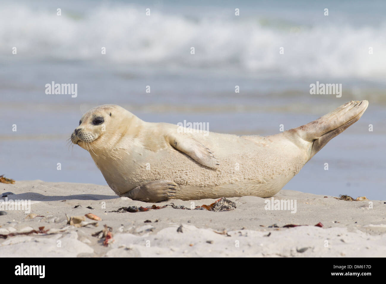 Common seal phoca vitulina adult animal on a beach hi-res stock ...