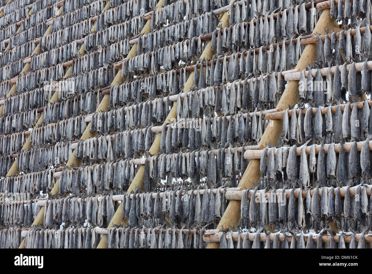 Atlantic Cod (Gadus morrhua). Stockfish on drying flake. Lofoten ...