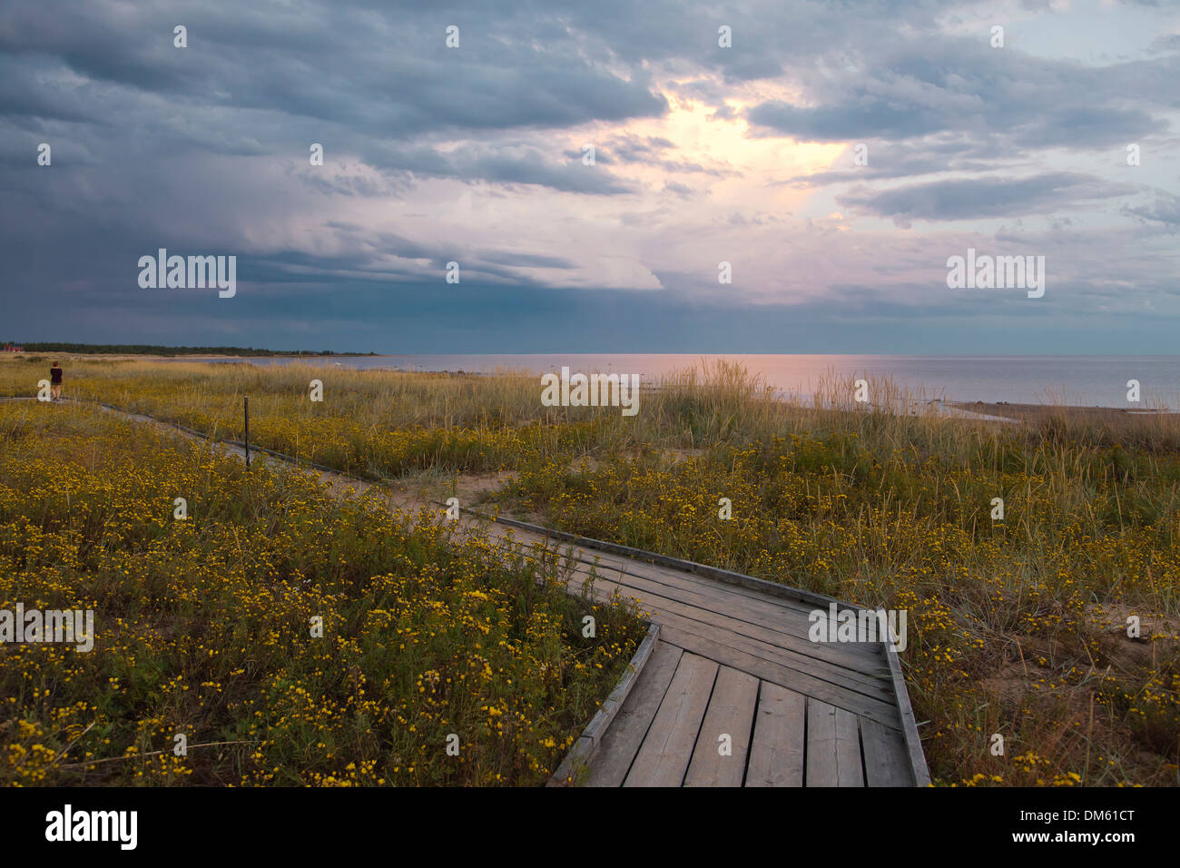 Summer colour flower field hi-res stock photography and images - Alamy