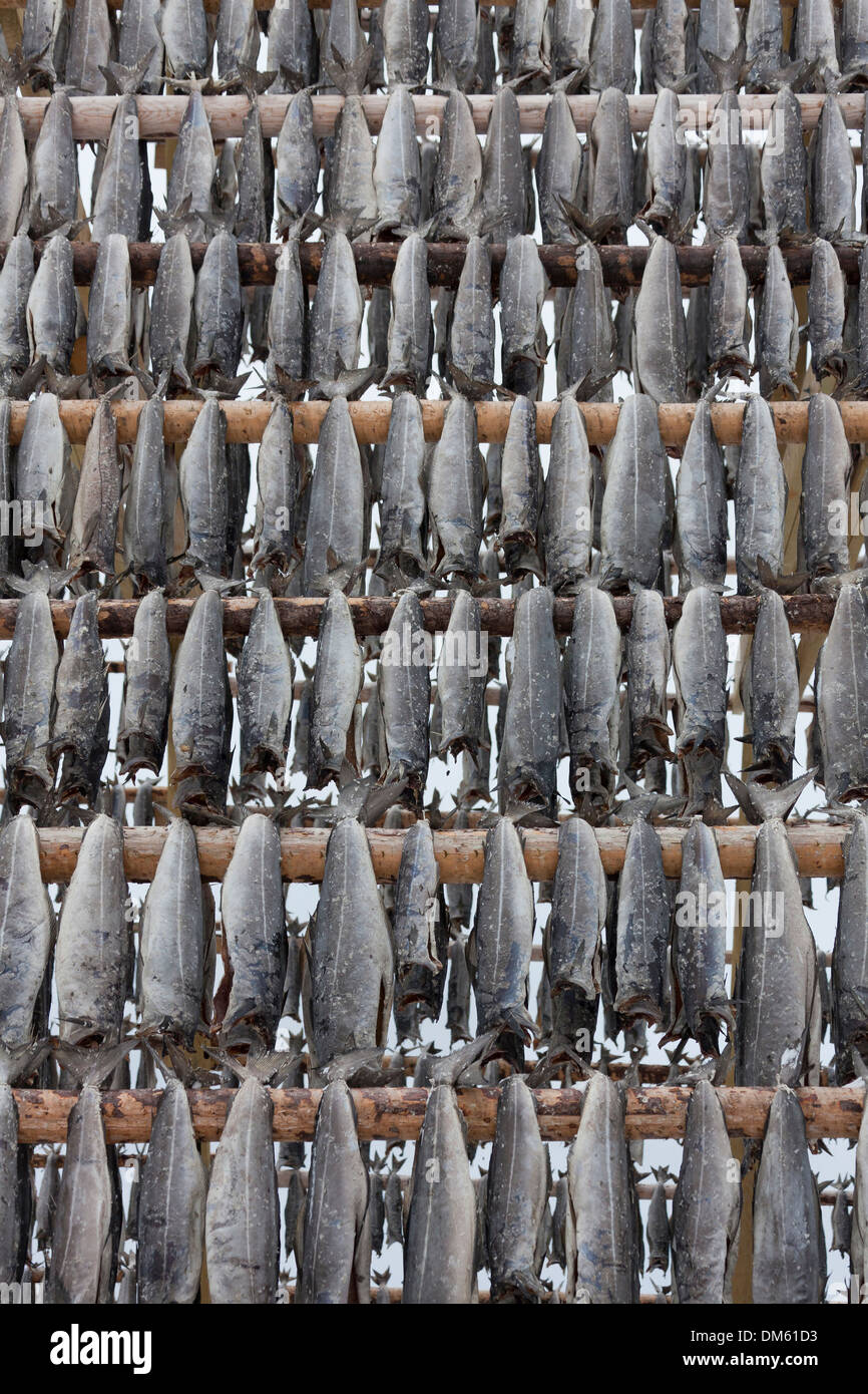 Atlantic Cod (Gadus morrhua). Stockfish on drying flake. Lofoten ...