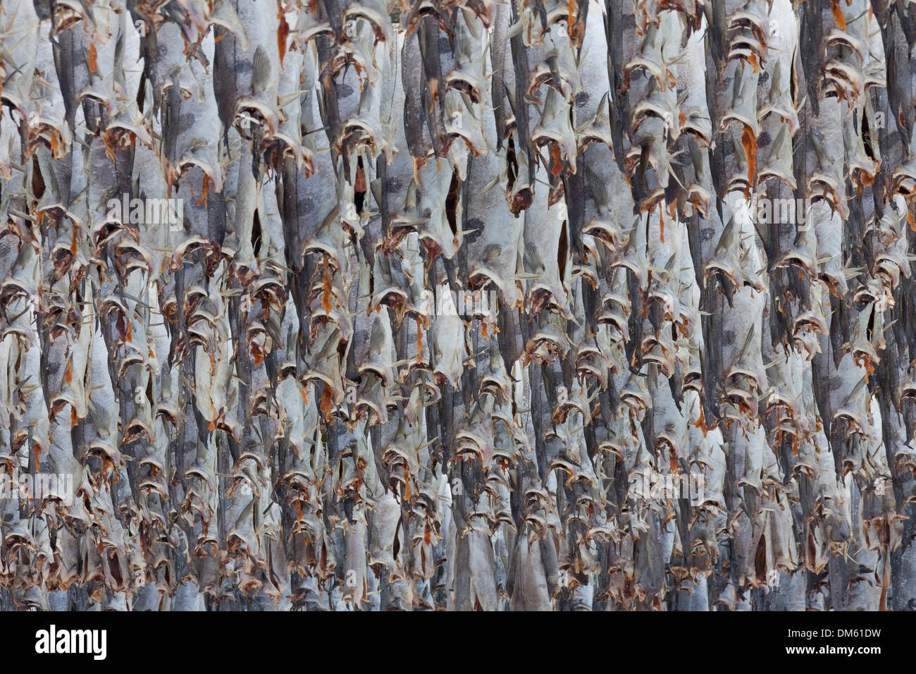 Atlantic Cod (Gadus morrhua). Stockfish on drying flake. Lofoten ...