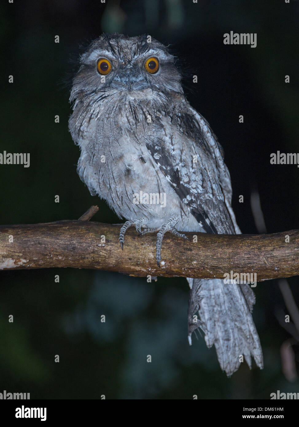 Tawny frog mouth bird like an owl three month old fledgling baby Stock ...
