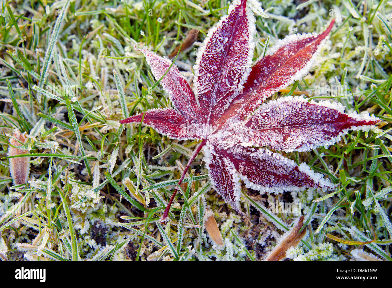 Hoar frost on fallen hi-res stock photography and images - Alamy