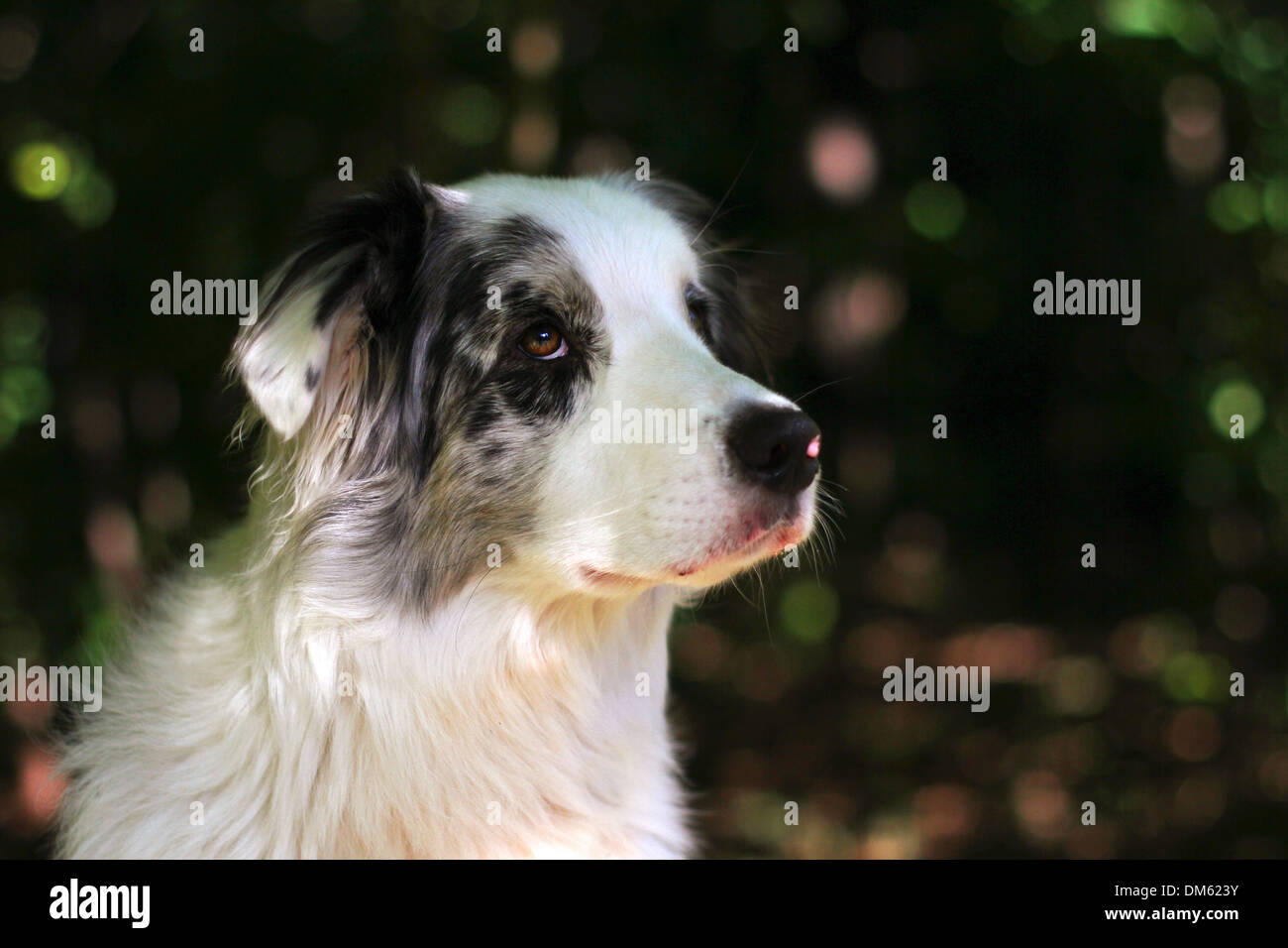 Australian Shepherd Portrait of adult Stock Photo - Alamy