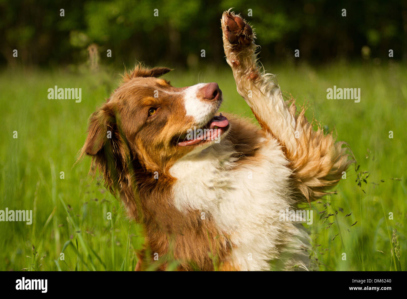 Australian Shepherd one front paw raised Stock Photo - Alamy