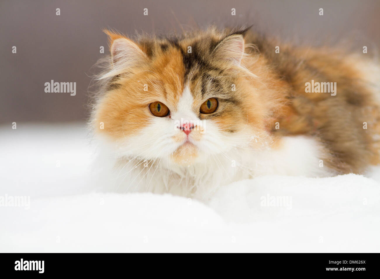 Tricoloured Persian Longhair Adult lying snow Stock Photo - Alamy