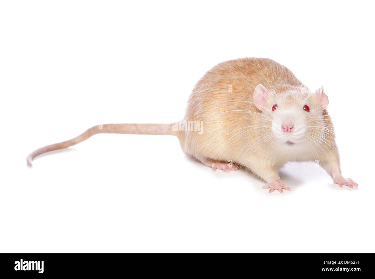 Fancy Rat, Pet Rat (Rattus norvegicus forma domestica), albino. Studio ...