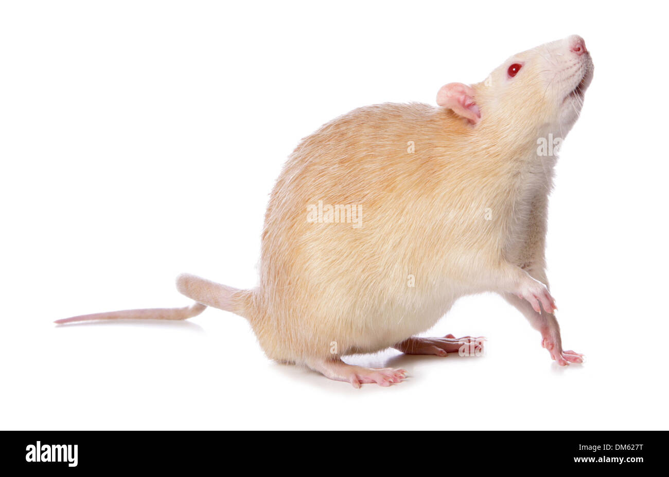 Fancy Rat, Pet Rat (Rattus norvegicus forma domestica), albino. Studio ...