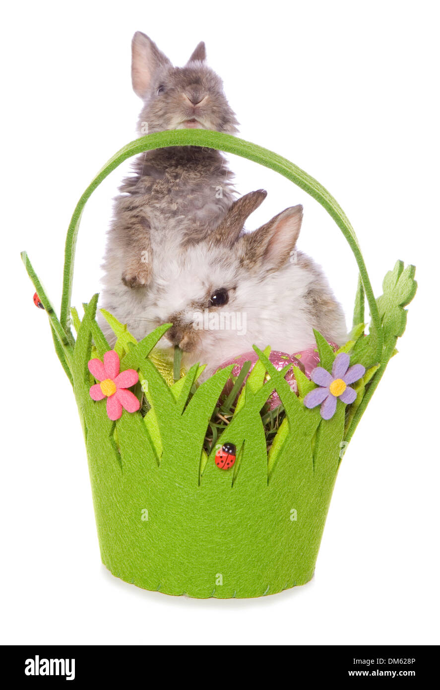 Domestic rabbit. Two Easter bunnies in a basket. Studio picture against ...
