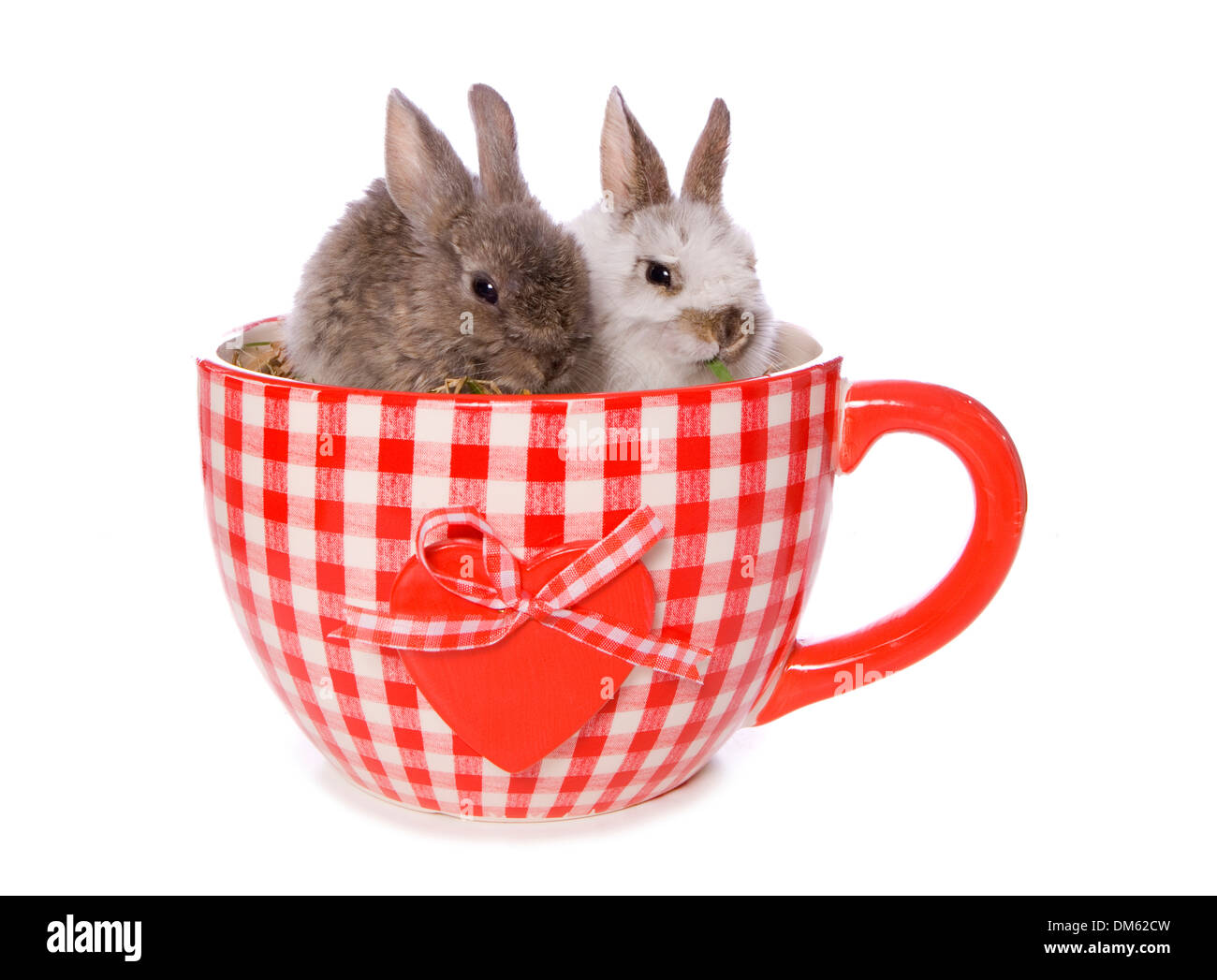 Domestic rabbit. Two bunnies in a huge tea cup. Studio picture against ...