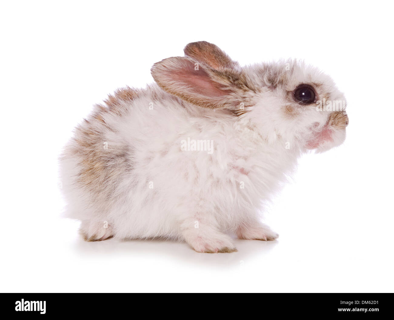 Domestic rabbit. Bunny (4 weeks old). Studio picture against a white ...