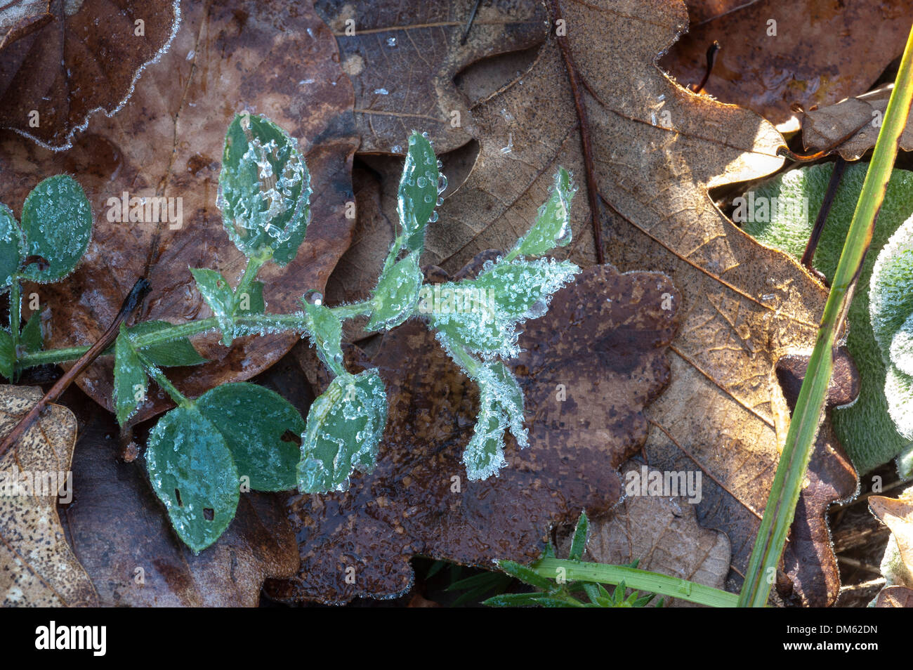 Cold winter morning in landscape Stock Photo - Alamy