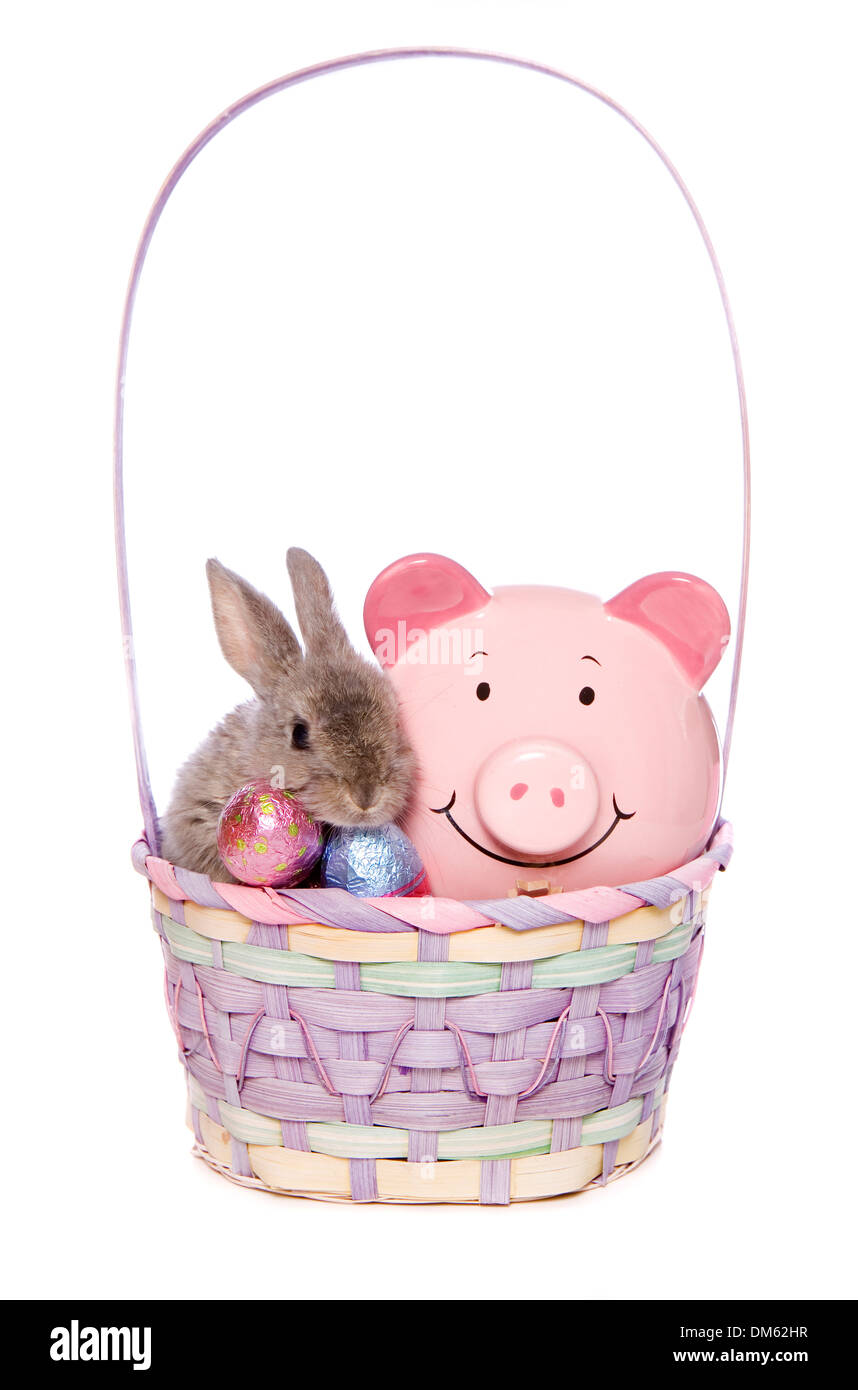 Domestic rabbit. Easter bunny in a basket with Easter eggs and a piggy ...